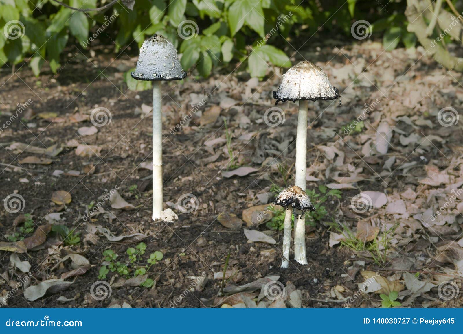Dangerous white toadstools stock image. Image of white - 140030727