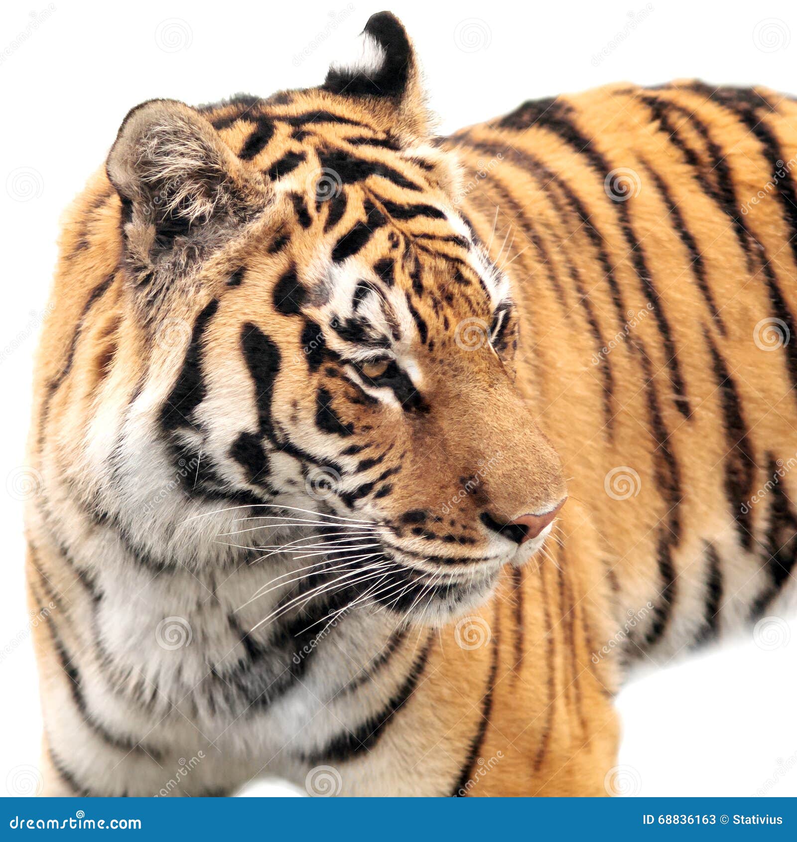 Dangerous Wild Animal Striped Tiger Stock Image - Image of danger, face ...