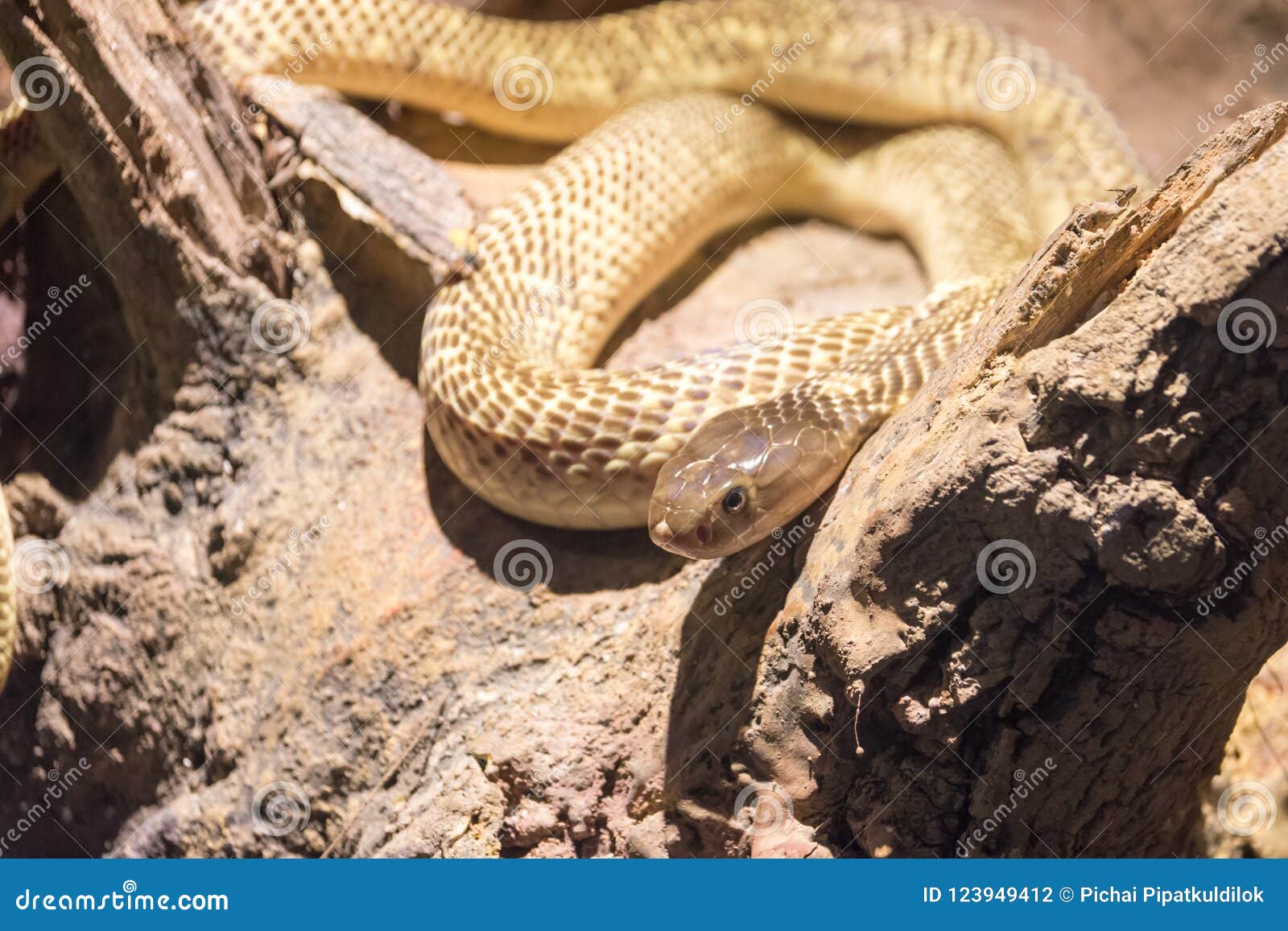 Wild Snake. Close Up Photo Of Exotic Snake On The Ground. Specie Of ...