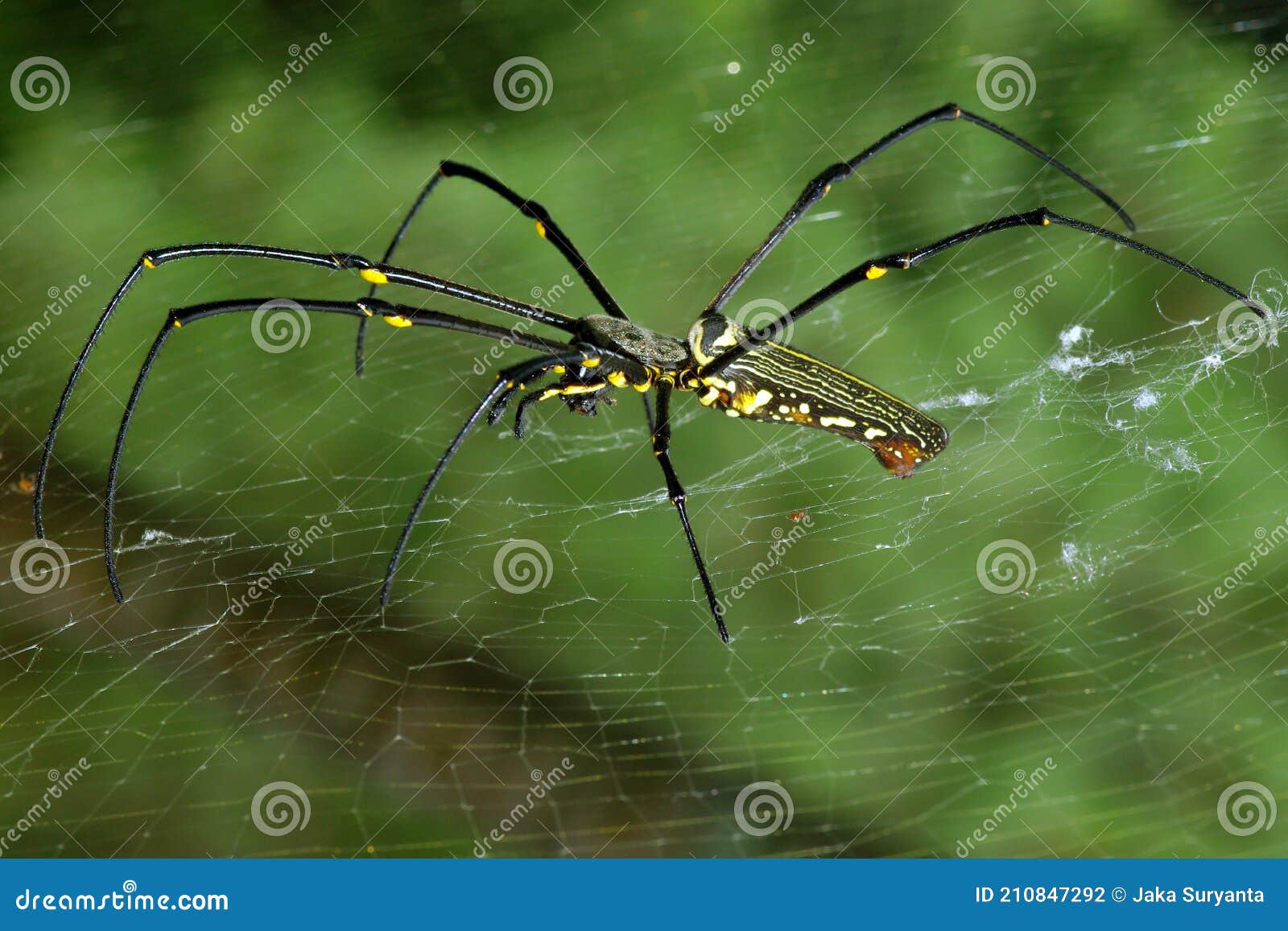 A Dangerous Wild Spider with Its Trap Net Stock Photo - Image of ...