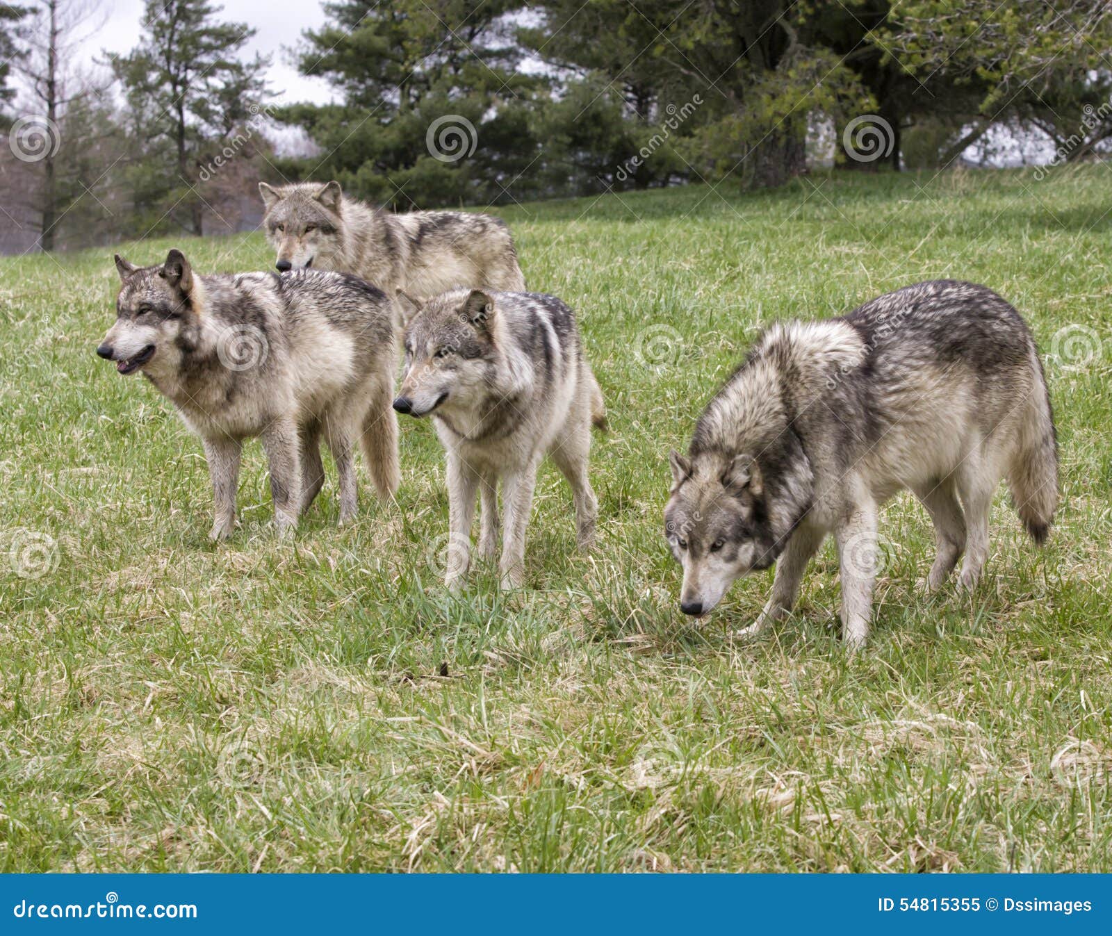 Dangerous Wolf Gloomy Come On The Snowclub Lowering The Head Stock ...