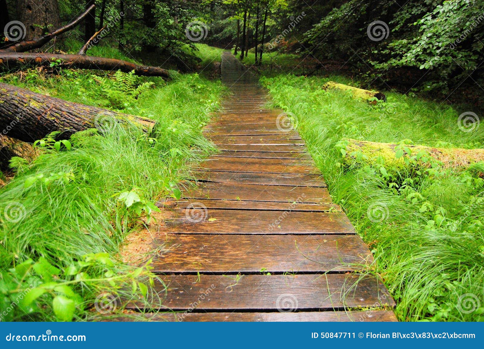 Dangerous Wooden Slippery Path Stock Image - Image of sloping, turn ...