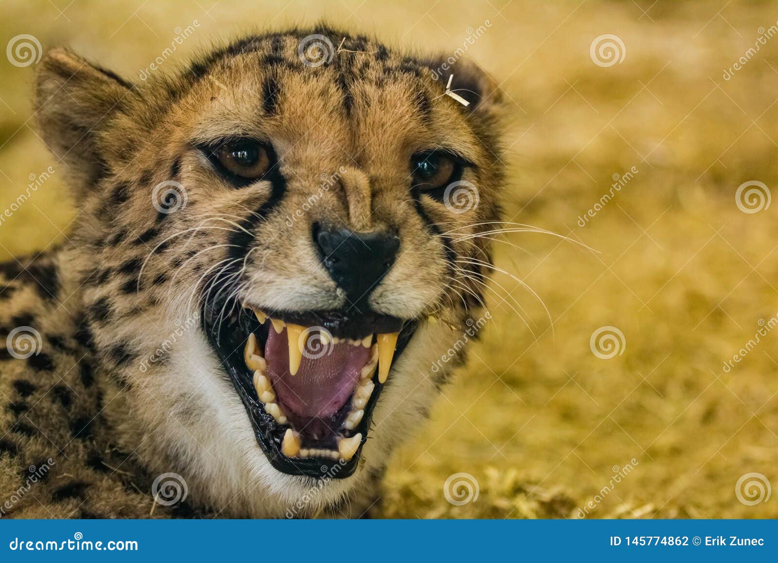 Dangerously Looking Angry Cheetah Showing Her Teeth Stock Photo - Image ...