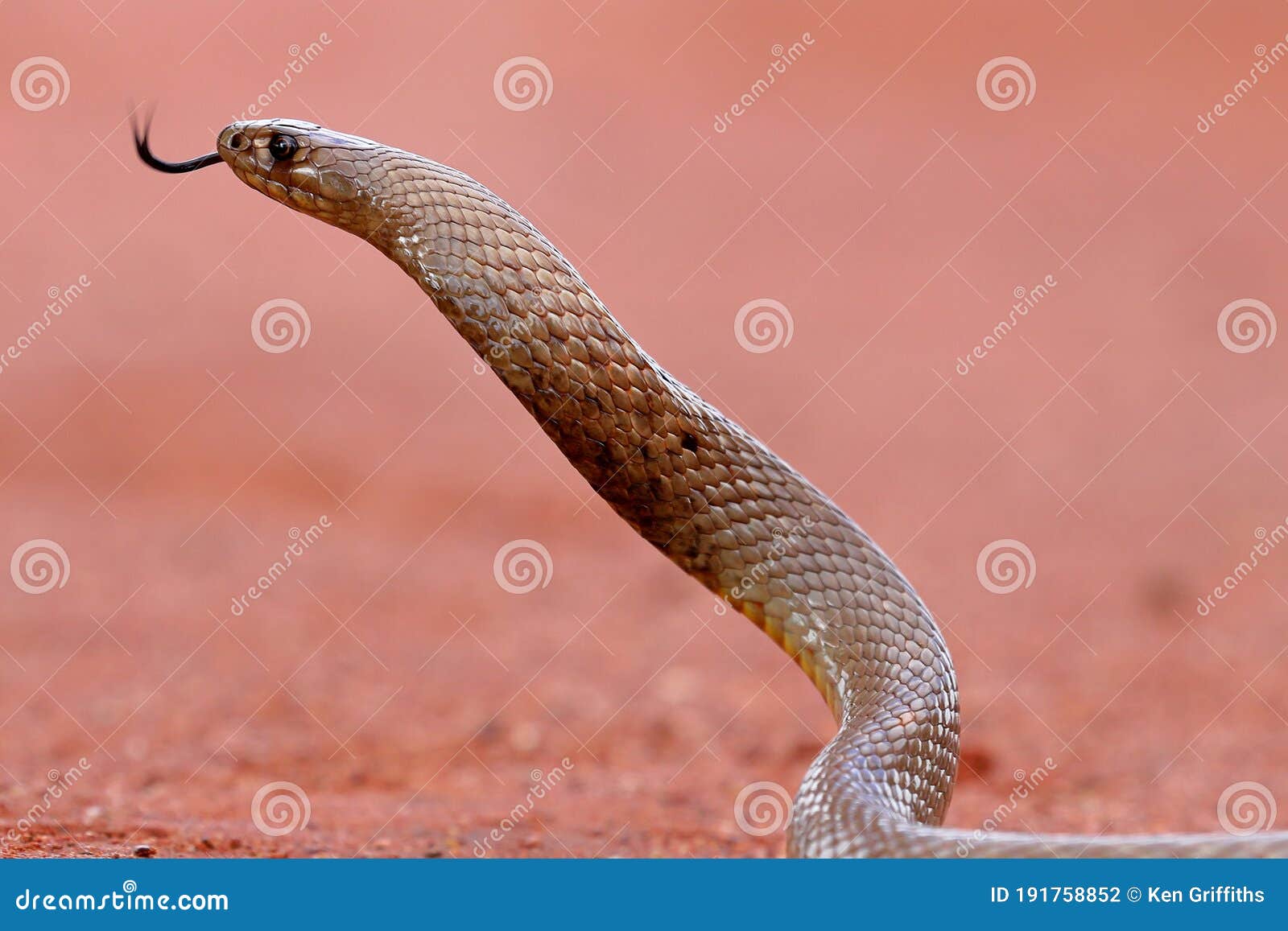 Strap-snouted Brown Snake stock photo. Image of pseudonaja - 191758852