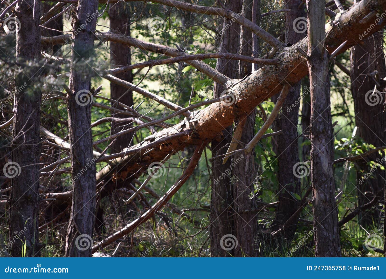 Dangers in the Forest stock photo. Image of risk, injury - 247365758