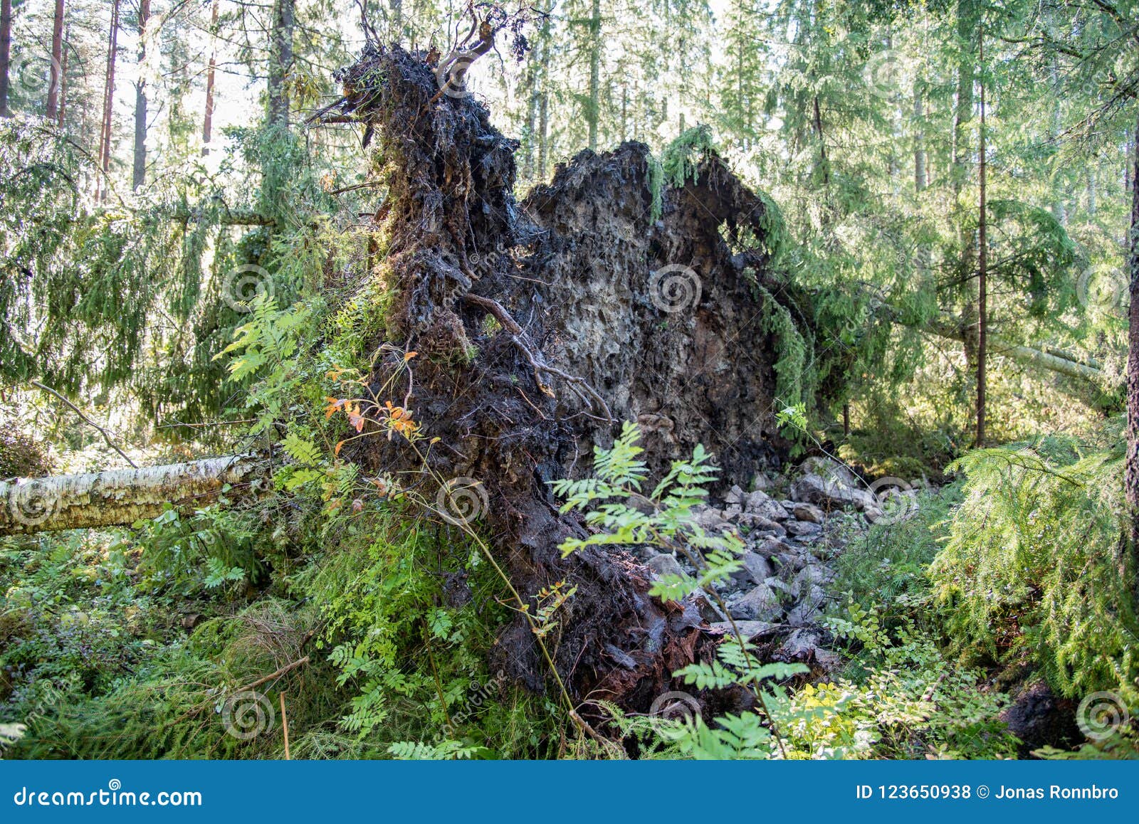 Dangerus Windthrow in a Swedish Forest August 2018 Stock Photo - Image ...