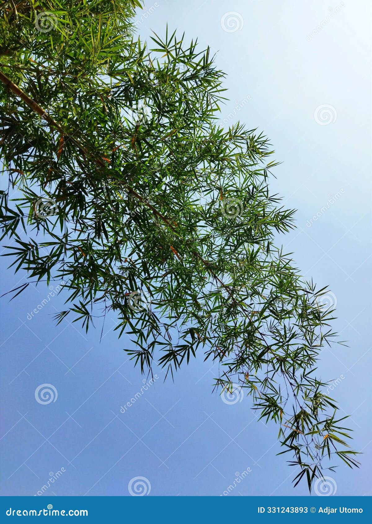 Dangling Bamboo Tree Leaves Against a Blue Sky Background. Vertical ...