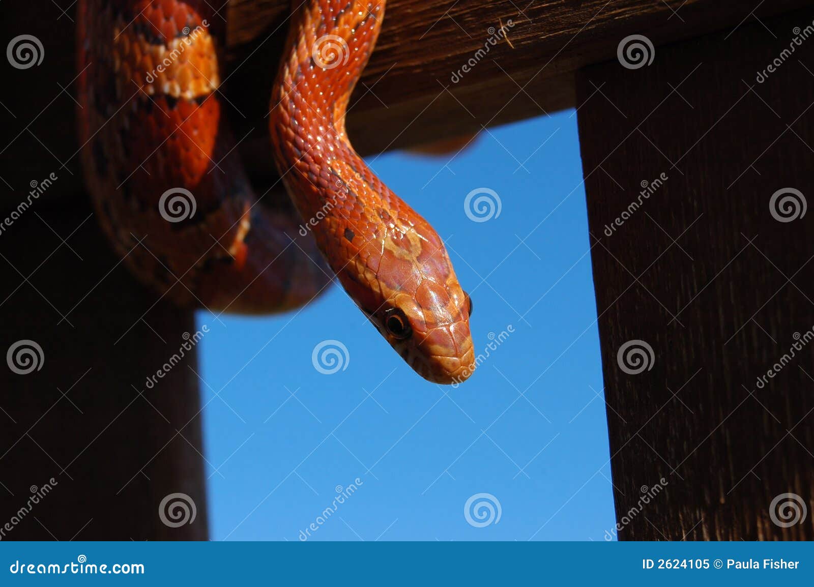 Dangling Corn Snake stock image. Image of snake, hunter - 2624105