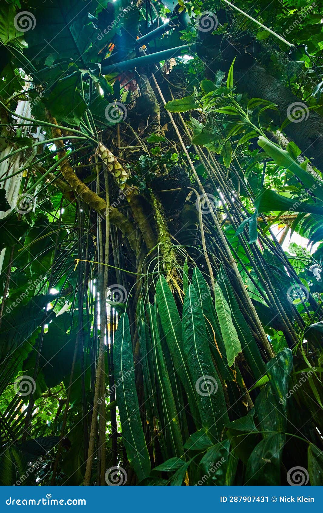 Dangling Leaves on Tall Tree Surrounded by a Wall of Other Green Leafy ...