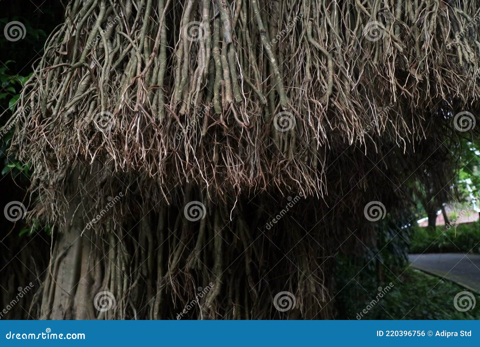 The Dangling Roots of the Banyan Tree Stock Photo - Image of outdoor ...