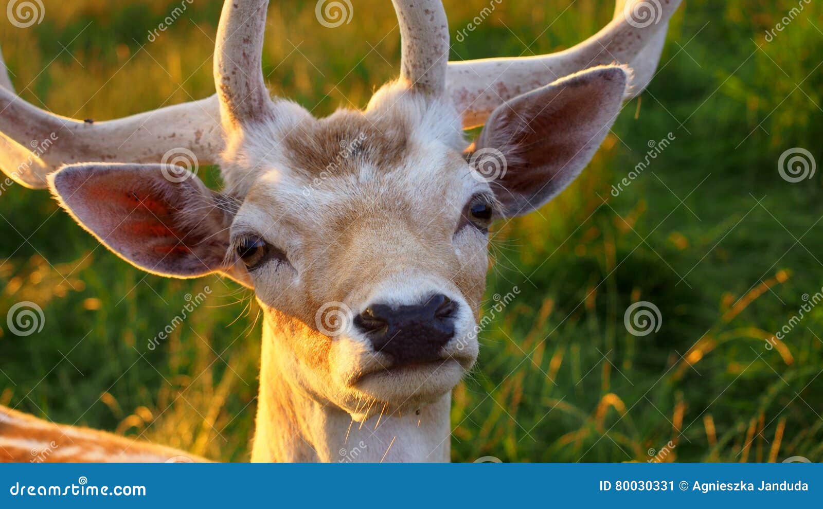 Daniel stock image. Image of daniel, deer, animals, wildanimals - 80030331