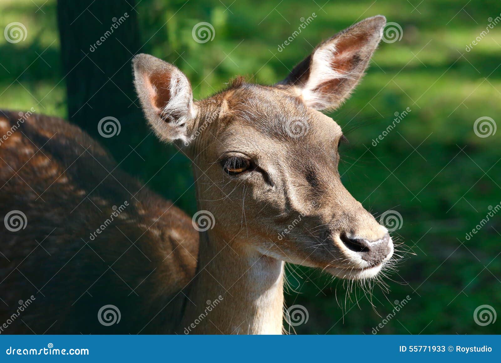 Daniel Deer Animal Portrait, Dama Dama Stock Image - Image of brown ...