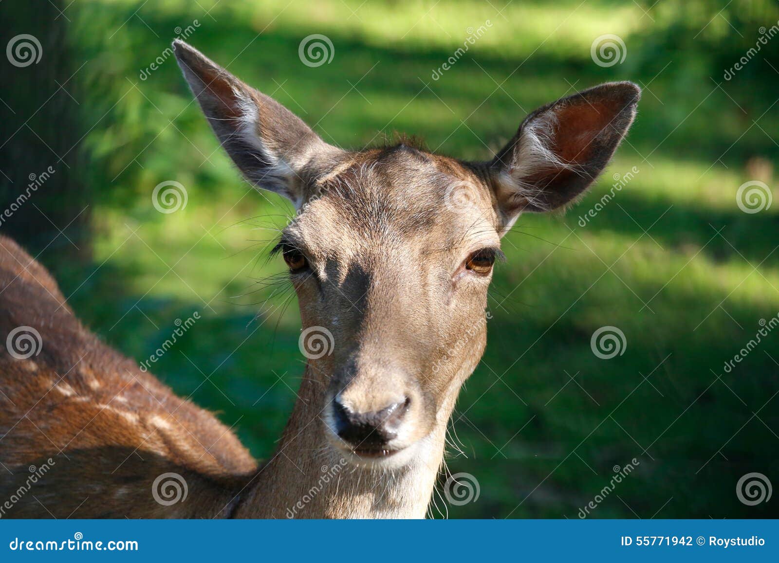 Daniel Deer Animal Portrait, Dama Dama Stock Photo - Image of cute ...