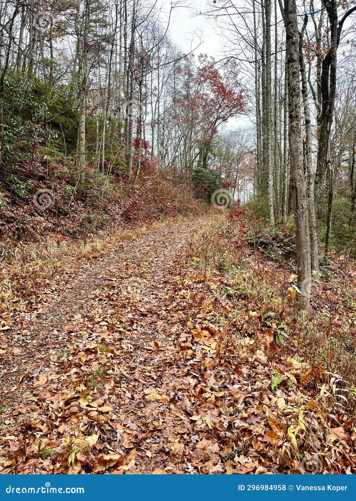 Daniel Ridge Falls Trail, Brevard, NC Stock Photo - Image of trail ...