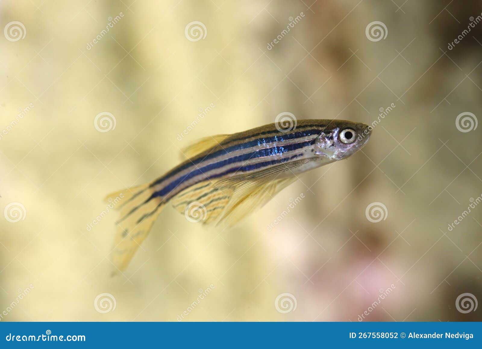Danio Fish. Aquarium Macro Closeup Background Stock Photo - Image of ...