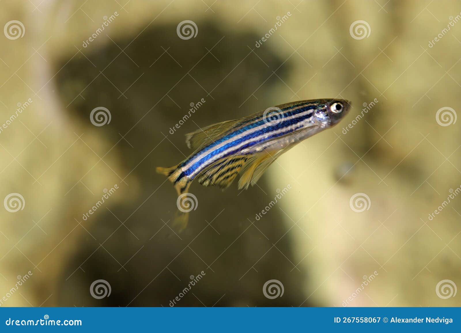 Danio Fish. Aquarium Macro Closeup Background Stock Image - Image of ...