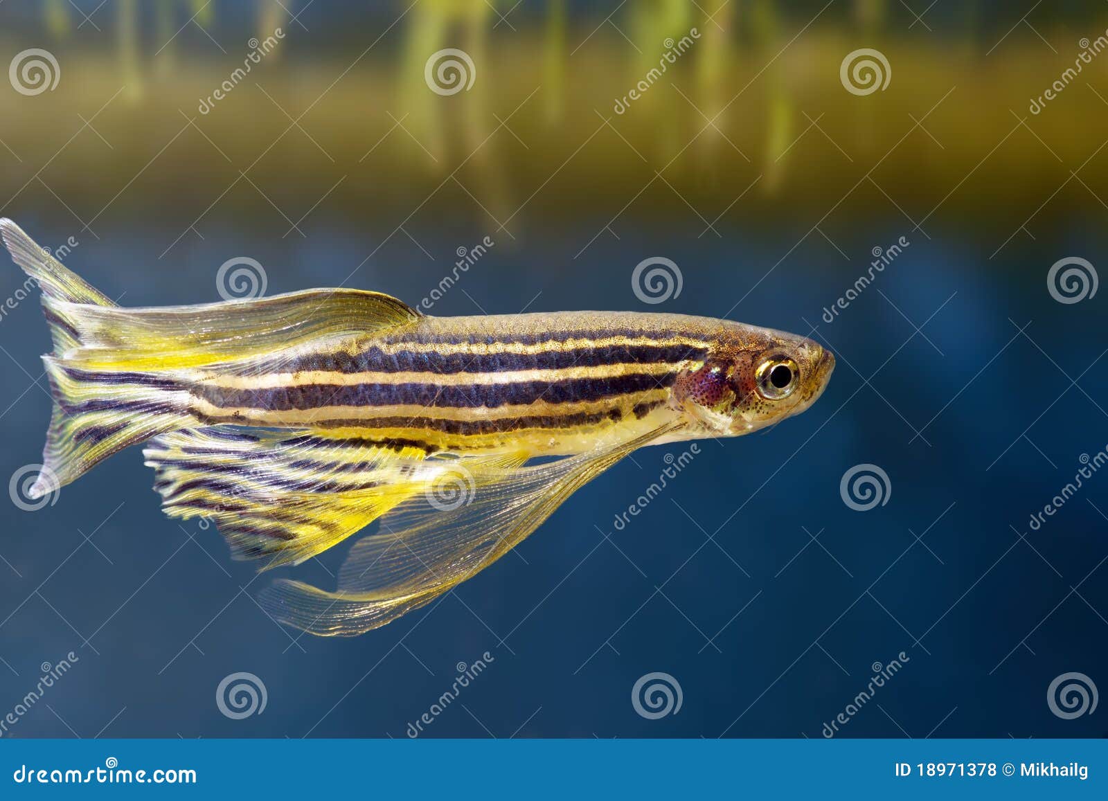 Zebra Danio Mutation,Zebra Fish,Glofish In Water Aquarium Stock Image ...