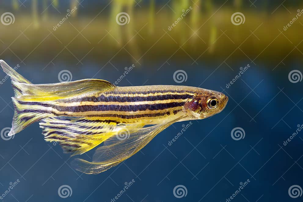 Danio rerio stock photo. Image of macro, nature, breeding - 18971378