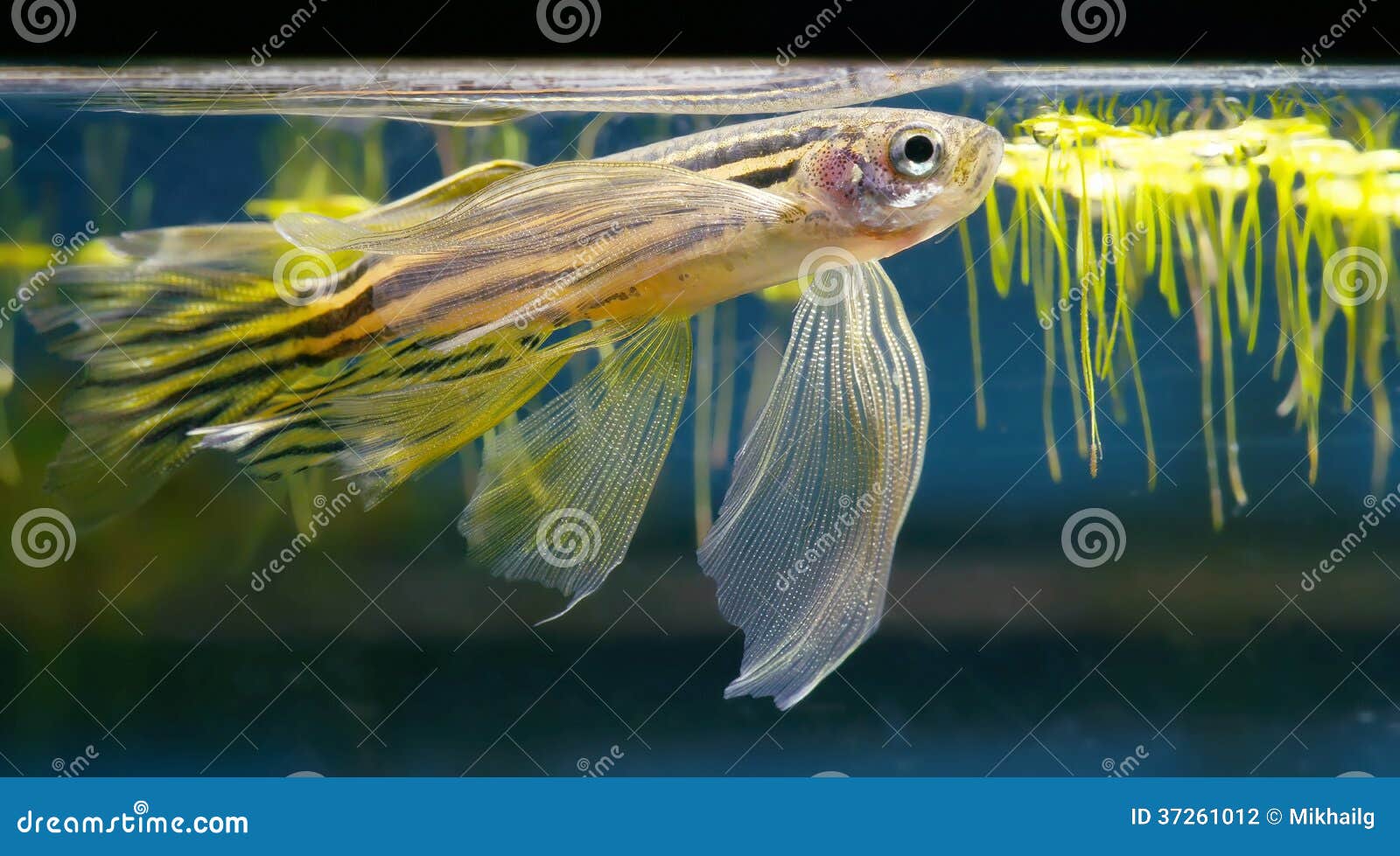 Danio rerio fotografia stock. Immagine di macro, nave - 37261012