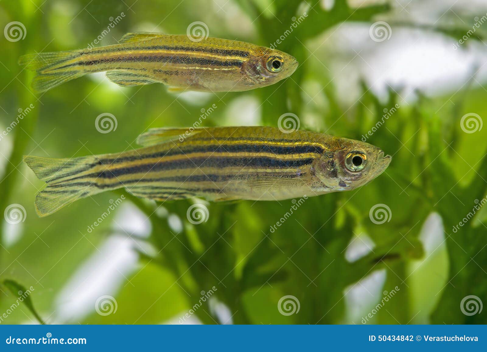 Danio rerio stock photo. Image of dark, lake, elegant - 50434842