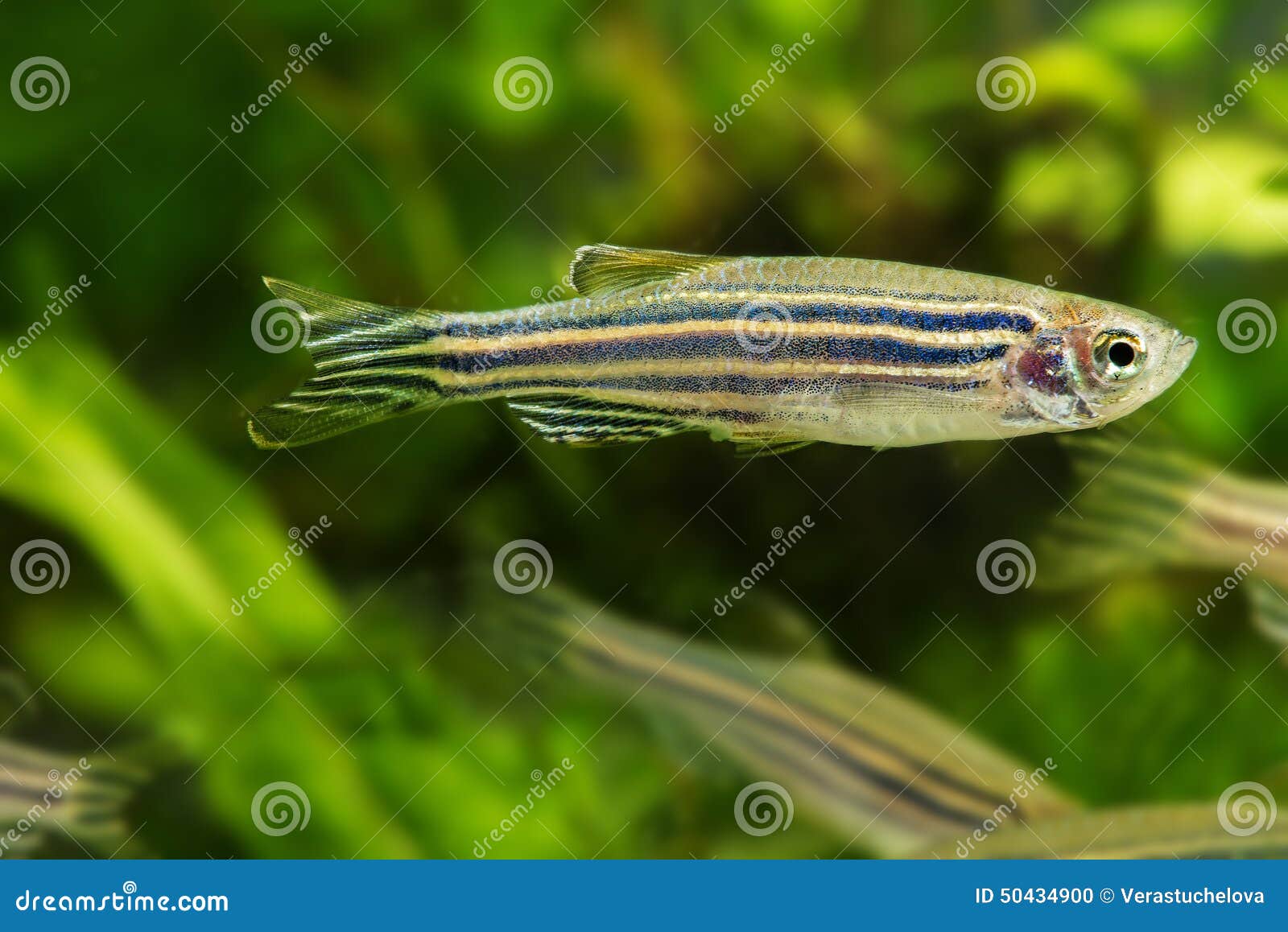 Danio rerio stock photo. Image of animal, lake, striped - 50434900