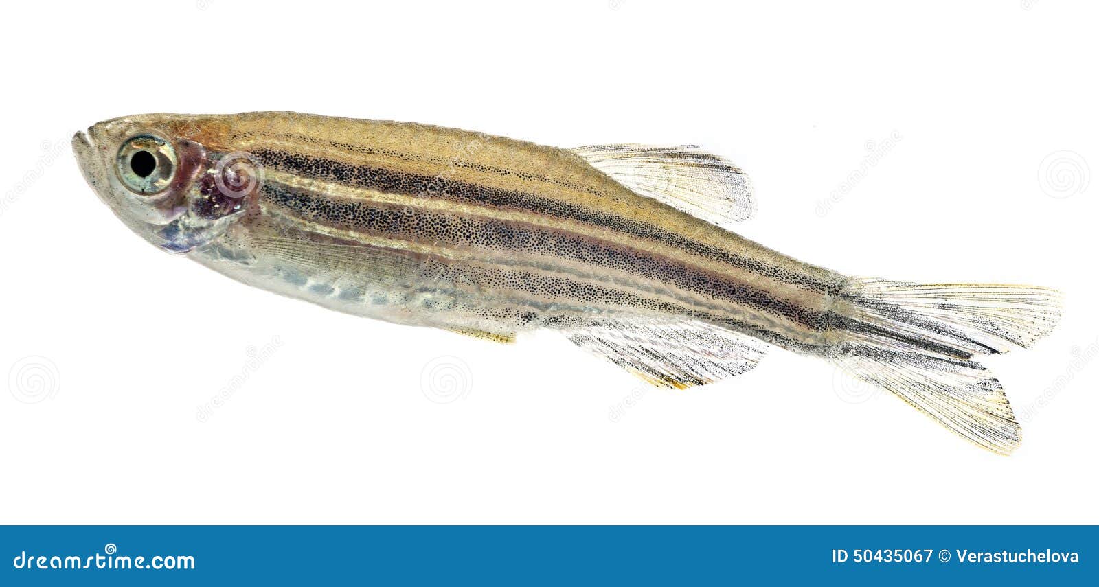 Danio rerio stock image. Image of background, rerio, elegant - 50435067