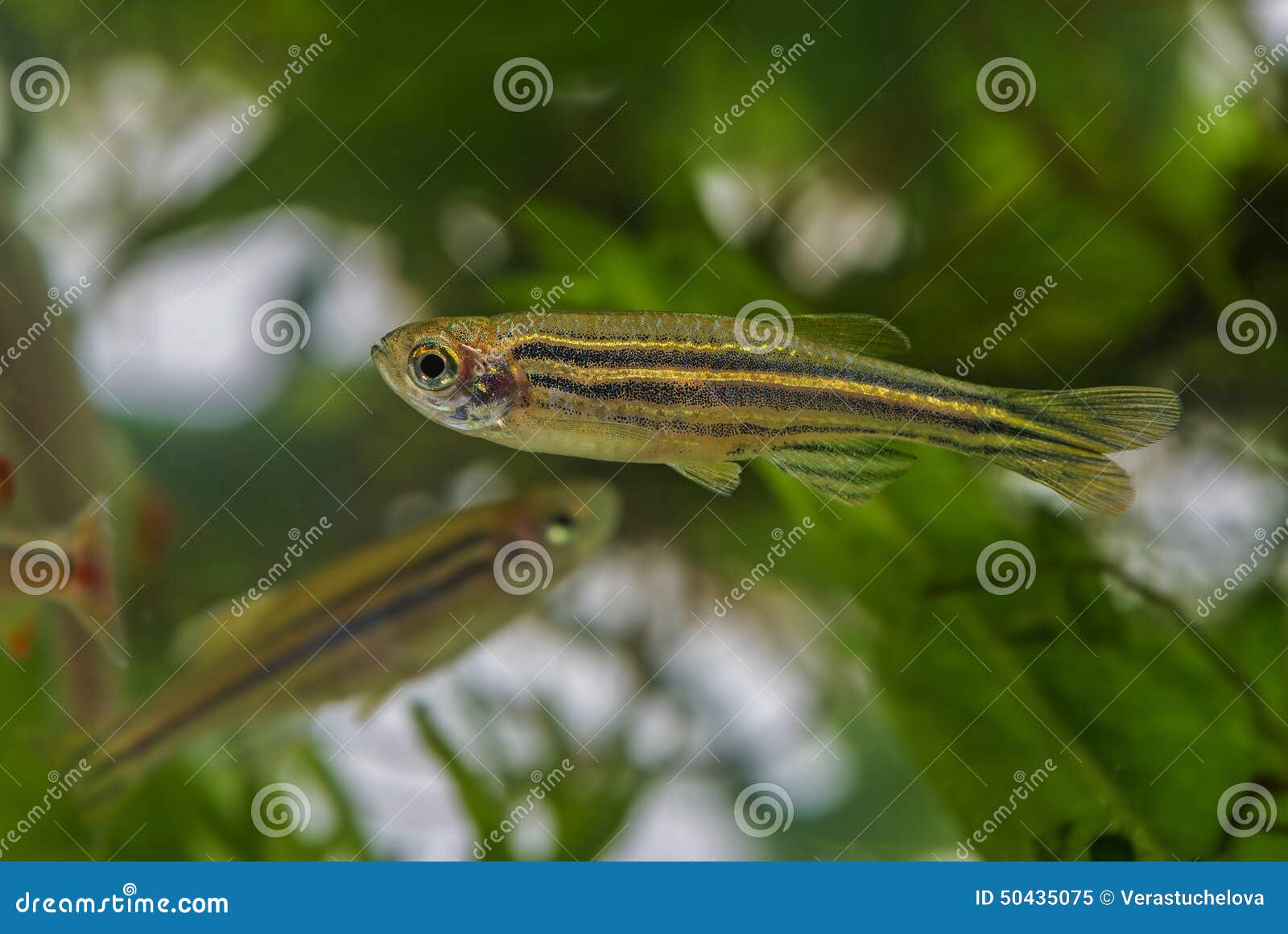 Danio rerio stock image. Image of elegant, fish, nature - 50435075