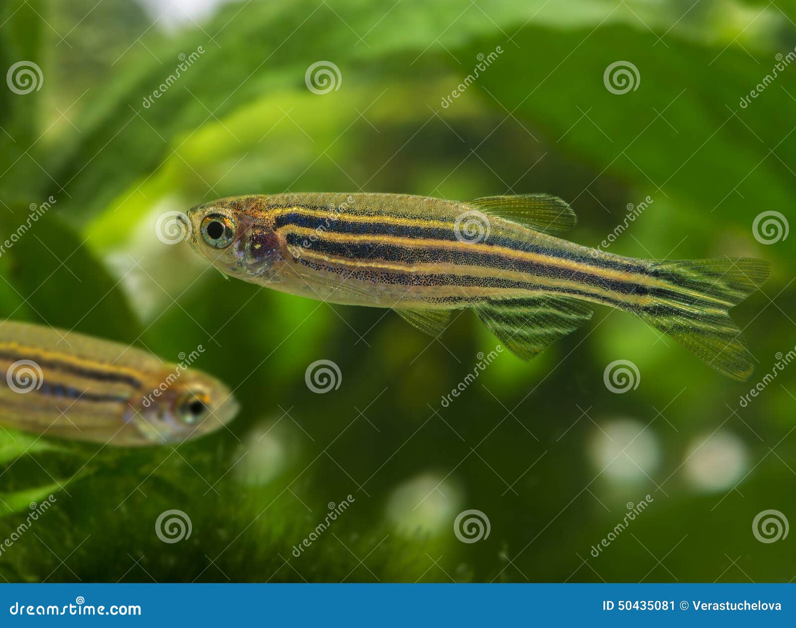 Danio rerio stock image. Image of macro, lake, aquarium - 50435081