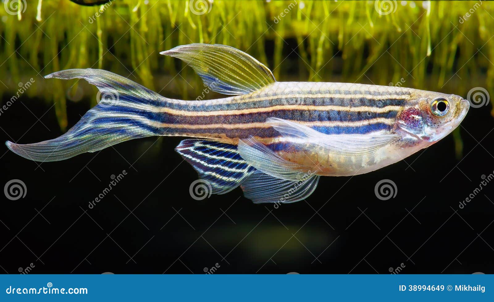 Zebra Danio Mutation,Zebra Fish,Glofish In Water Aquarium Stock Image ...