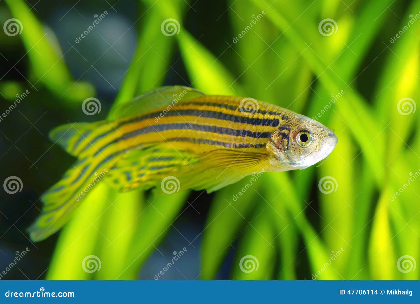 Danio rerio stock photo. Image of breeding, object, hobby - 47706114