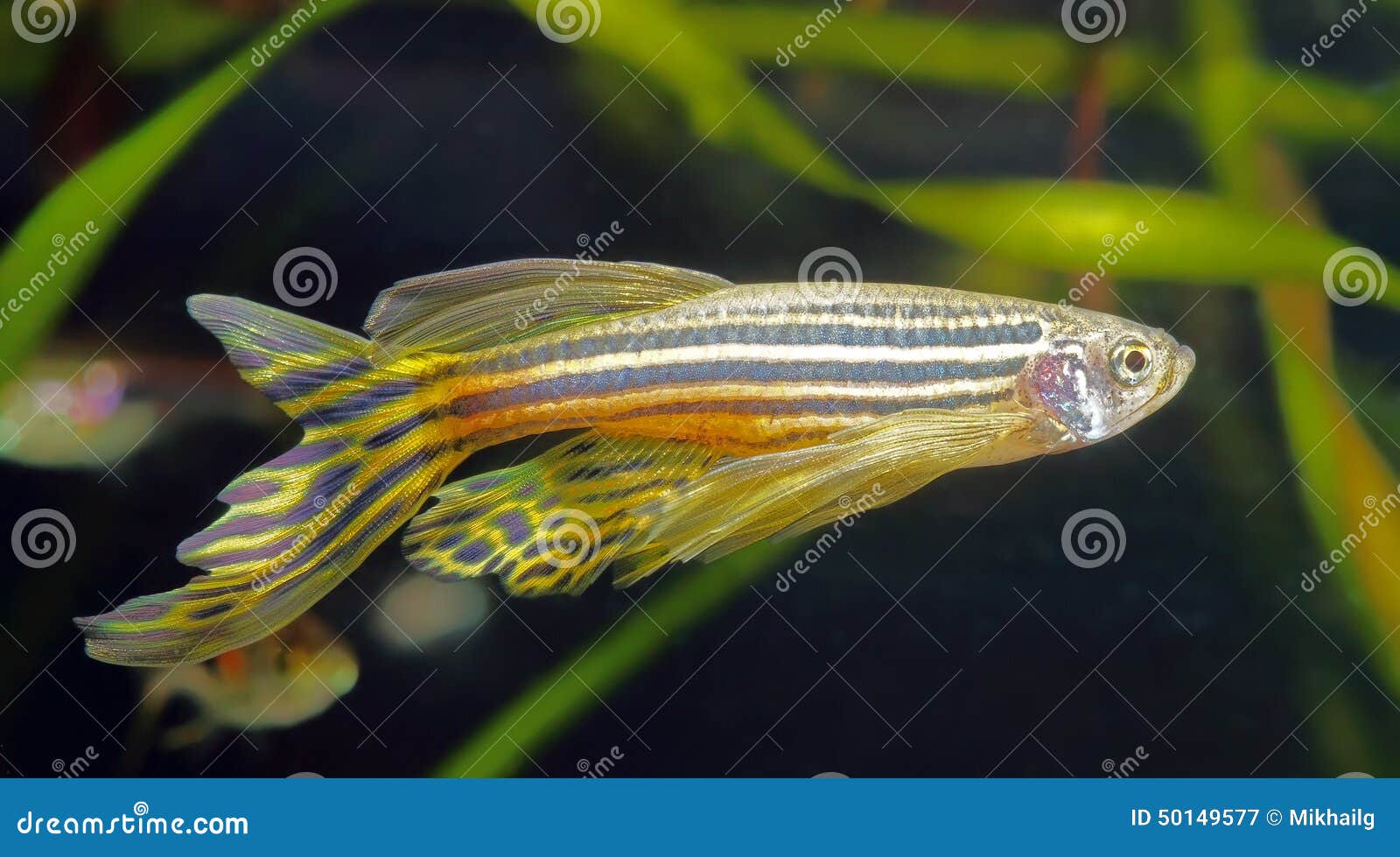 Danio rerio stock image. Image of flippers, breeding - 50149577