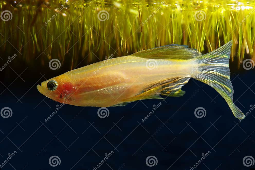 Danioguld arkivfoto. Bild av makro, hobby, guld, huvud - 19350990