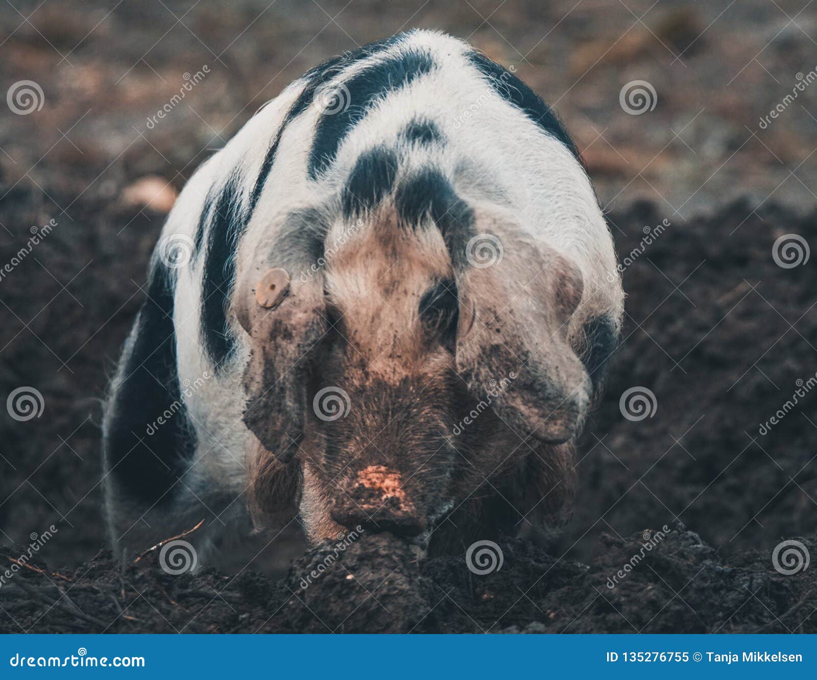 Black spotted pig stock image. Image of domesticated - 135276755