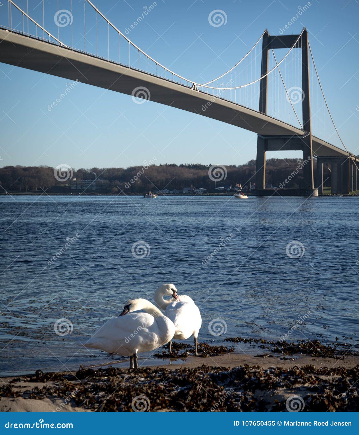 The Danish bridge stock image. Image of denmark, swan - 107650455