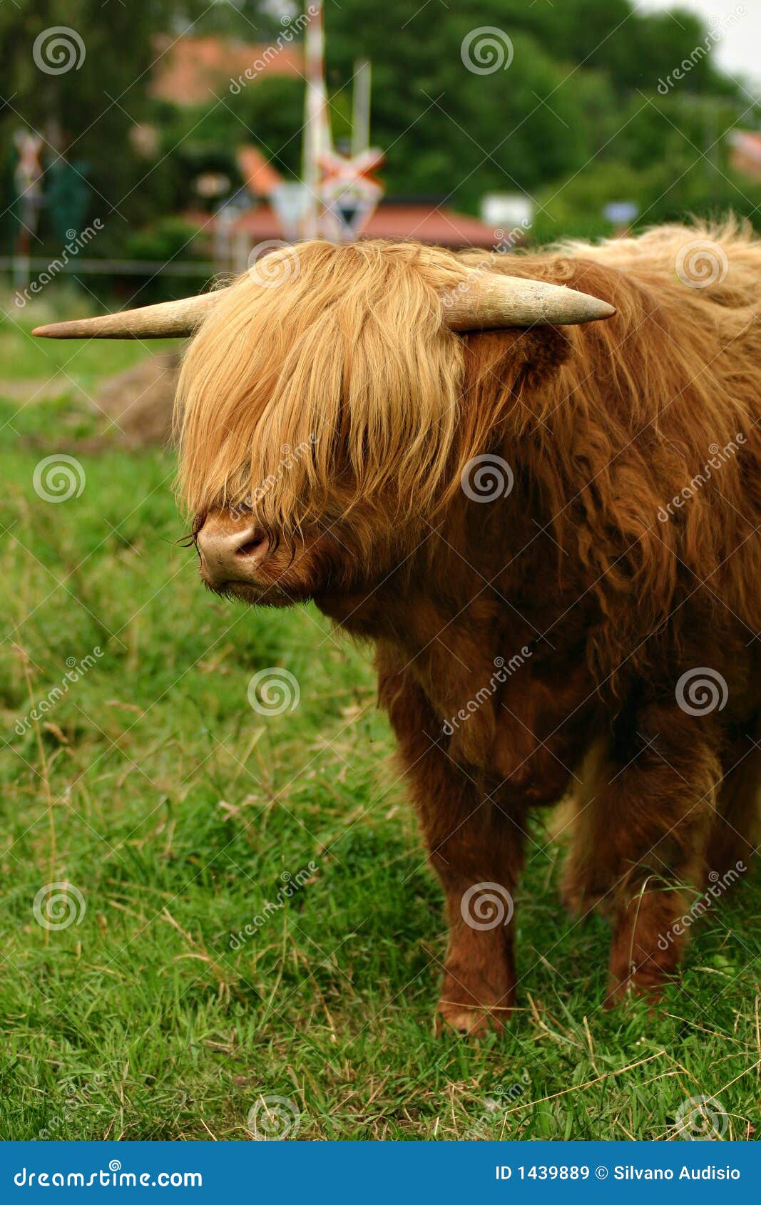 Danish cattle stock image. Image of mammals, pasturing - 1439889