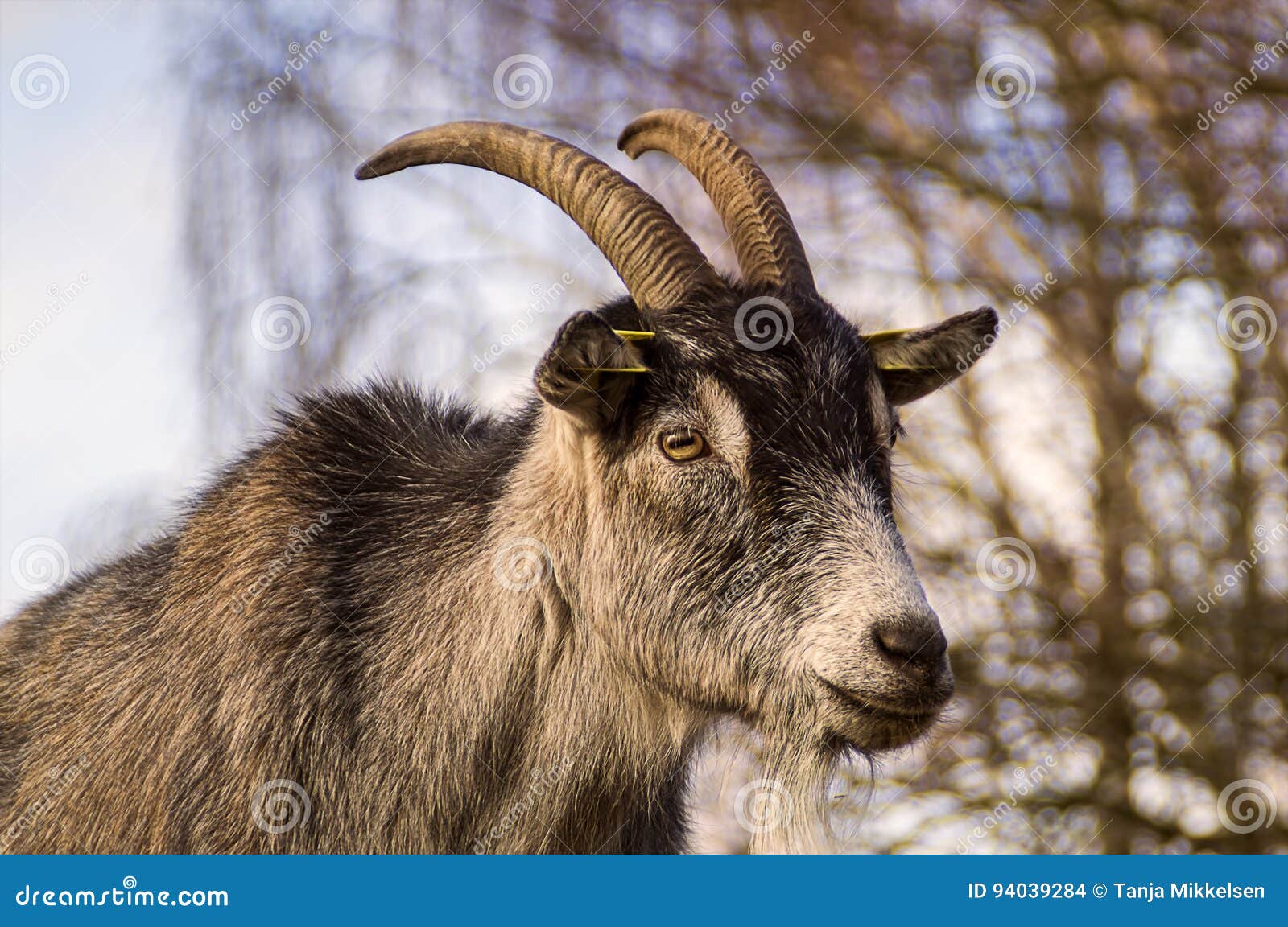 Danish country goat stock photo. Image of horn, horned - 94039284