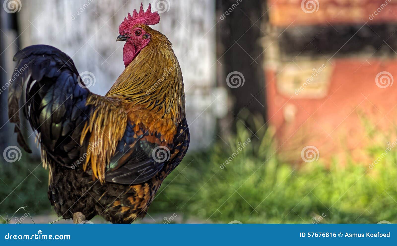 Rooster On Top Of Barn Silhouette Royalty-Free Stock Photo ...
