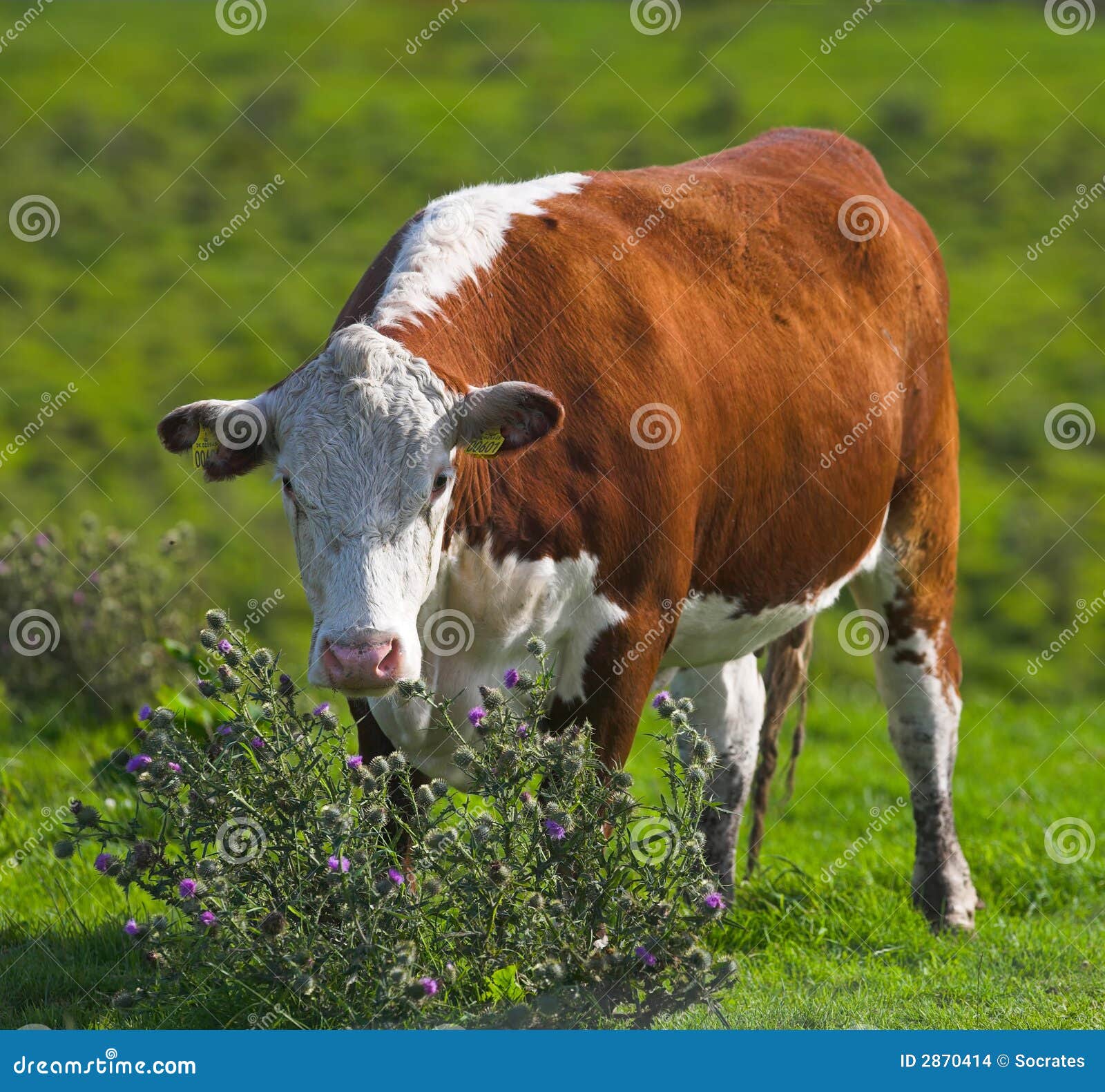 Danish cow in field stock photo. Image of nature, closeup - 2870414