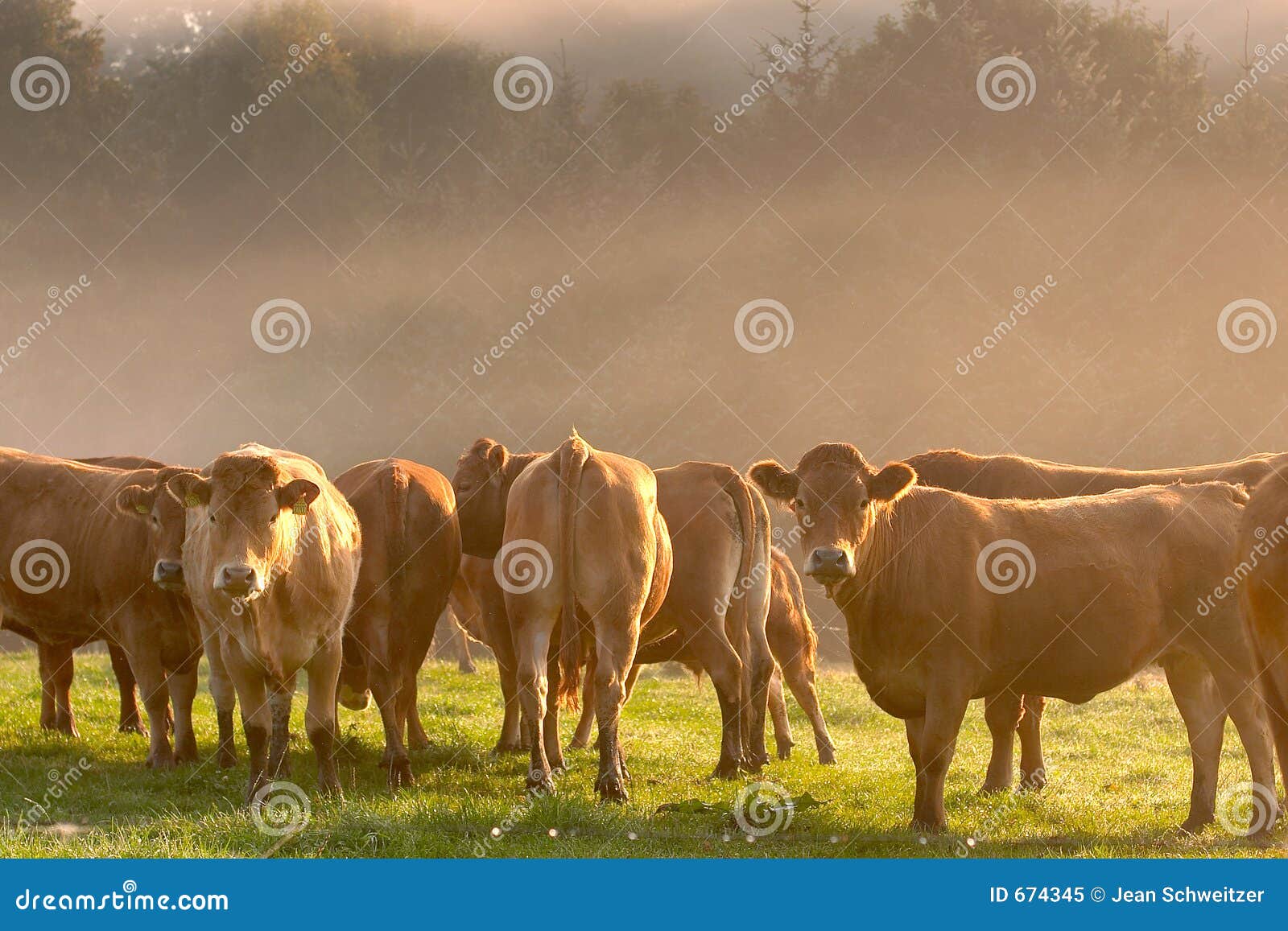 Danish cows 01 stock image. Image of farmland, agriculture - 674345