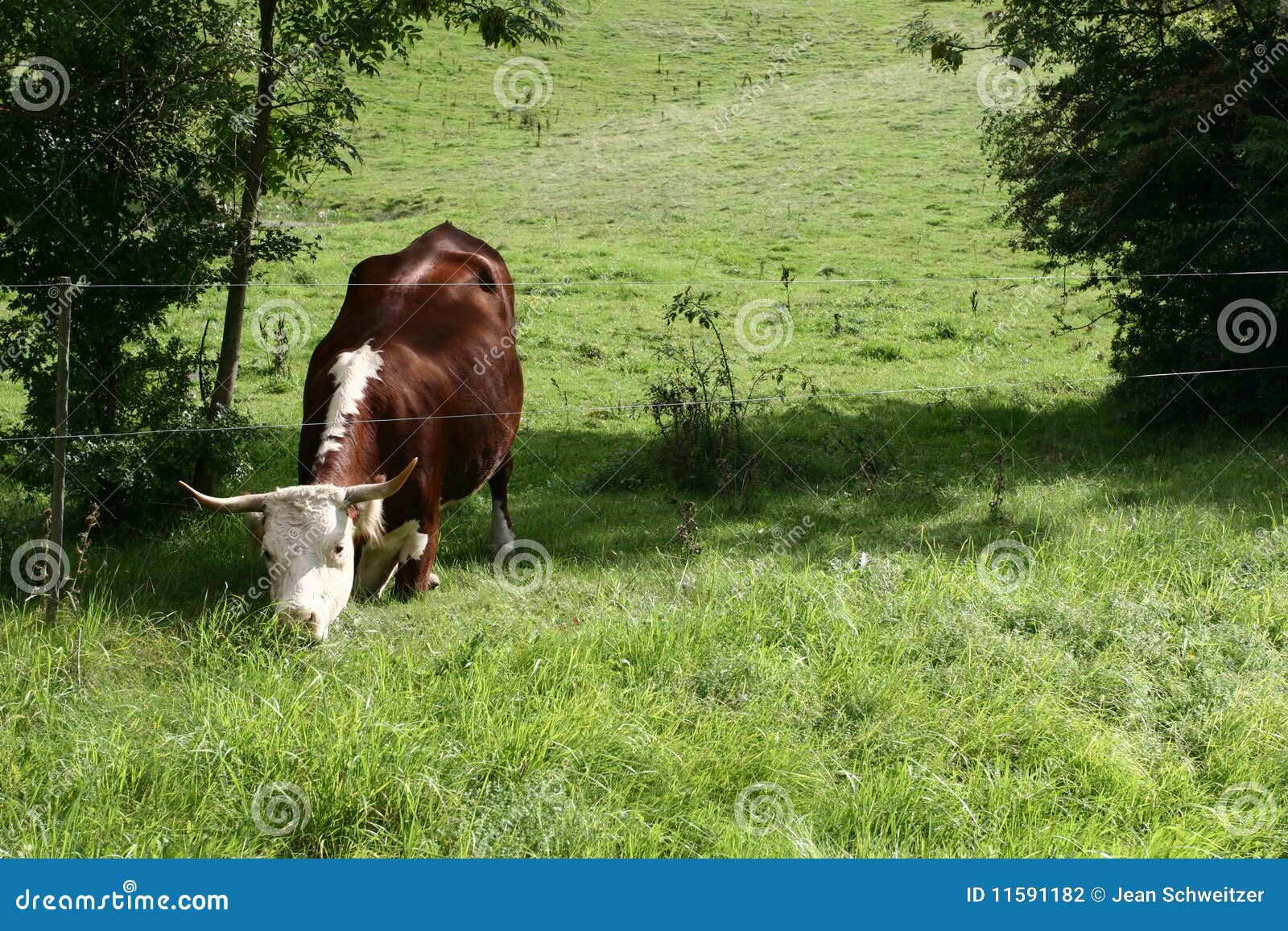 Danish cows stock photo. Image of eating, pastoral, grass - 11591182