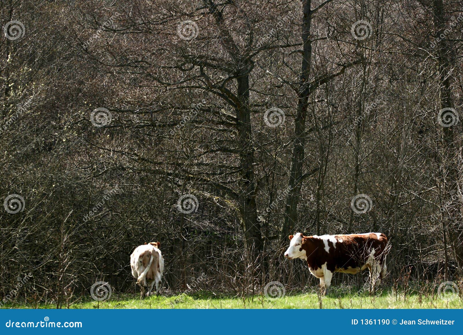 Danish cows stock photo. Image of agricultural, pasture - 1361190
