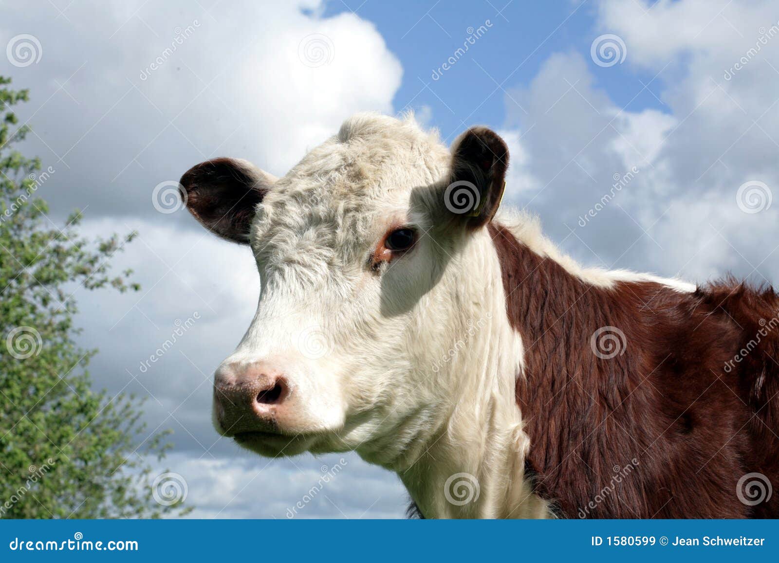 Danish cows stock image. Image of mammal, brown, field - 1580599
