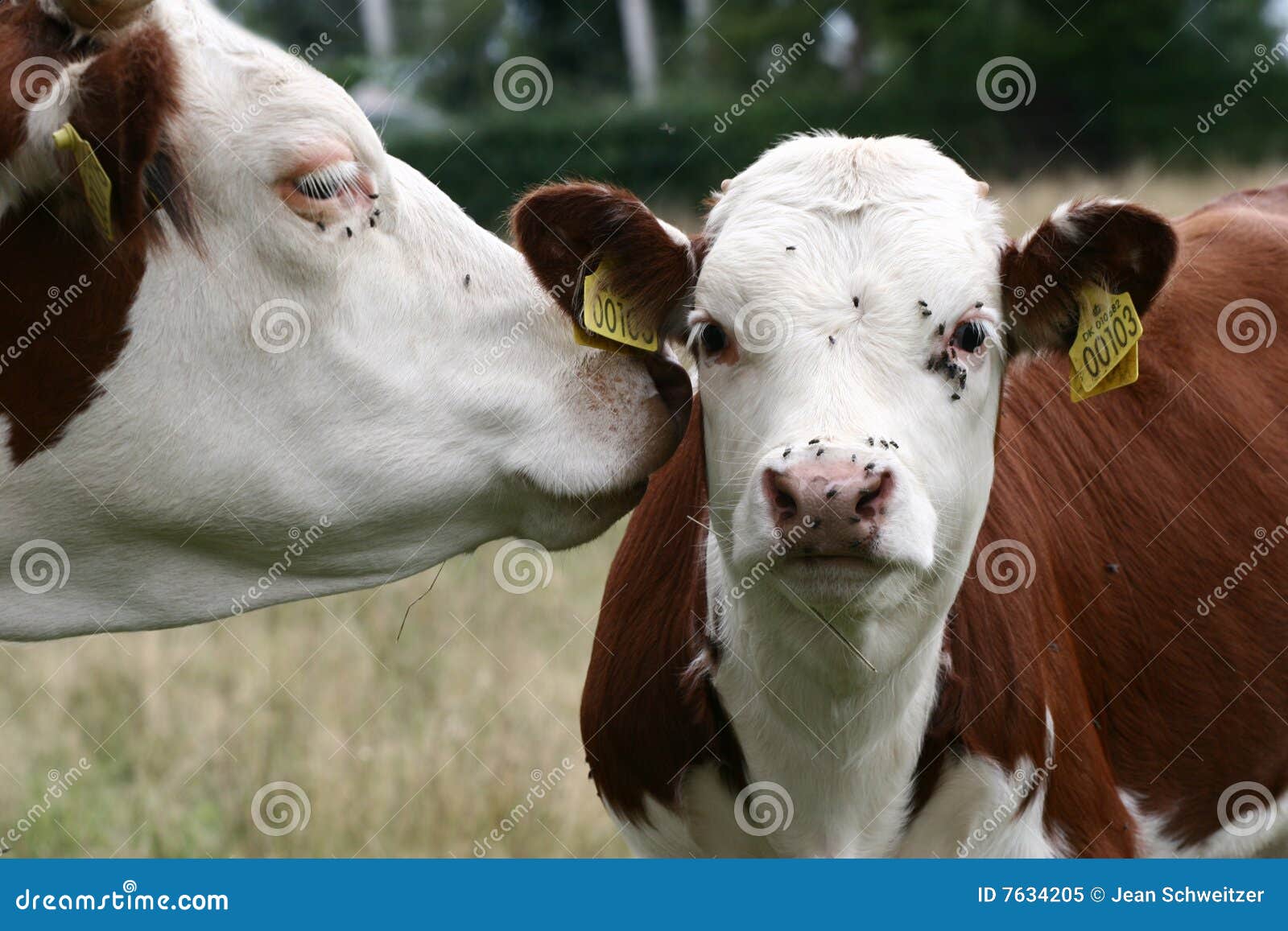 Danish cows stock image. Image of grass, pasture, insects - 7634205