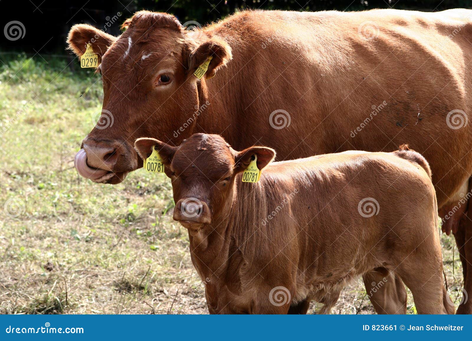 Danish cows stock image. Image of grass, agricultural, family - 823661