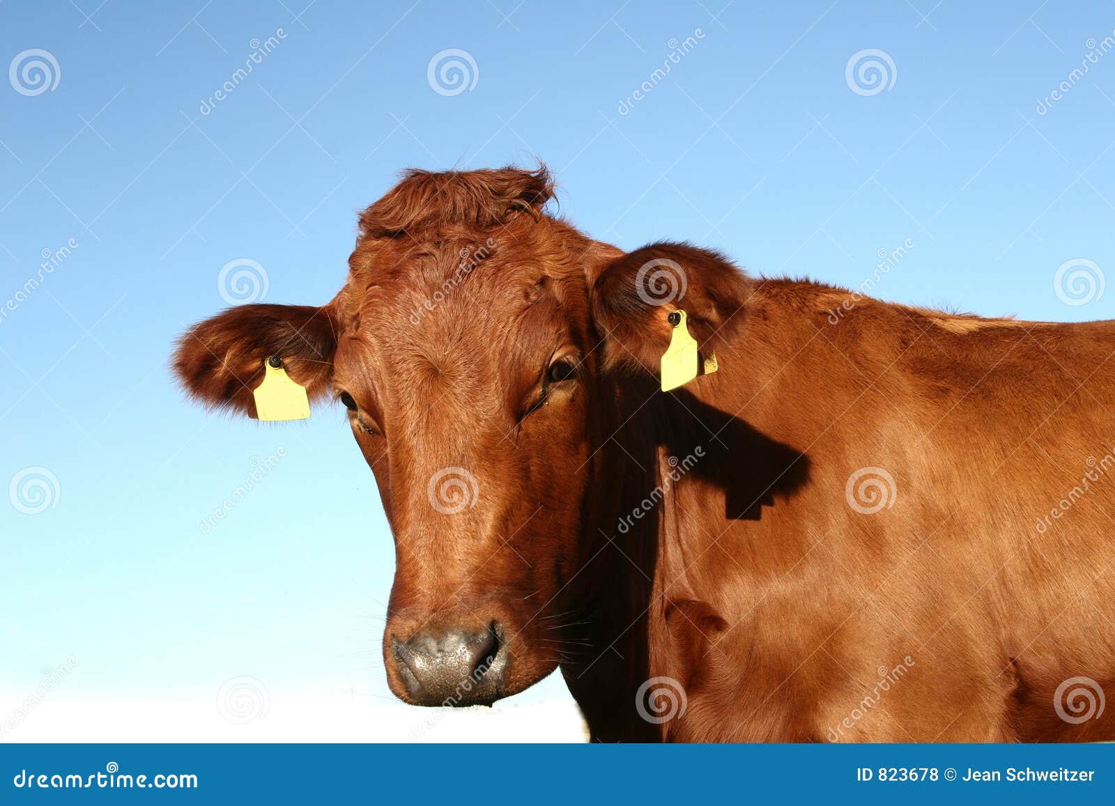 Danish cows stock photo. Image of mammal, summer, denmark - 823678