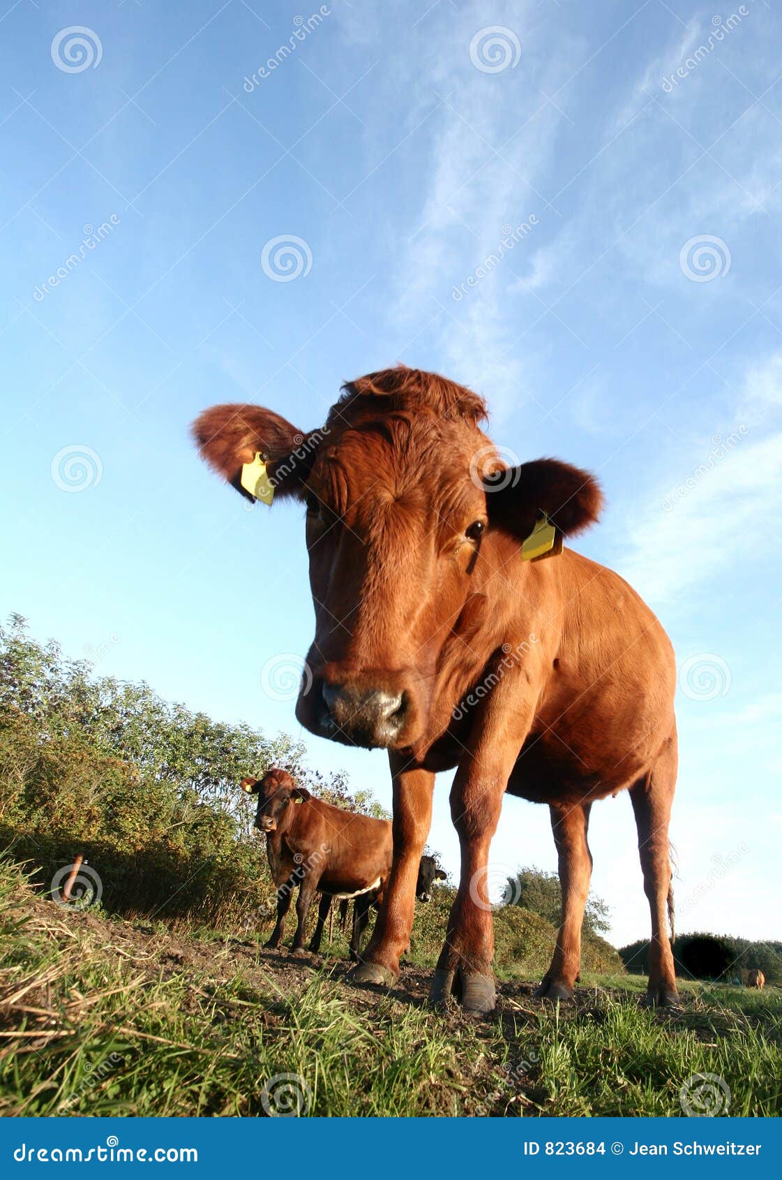 Danish cows stock photo. Image of agricultural, brown, pasture - 823684