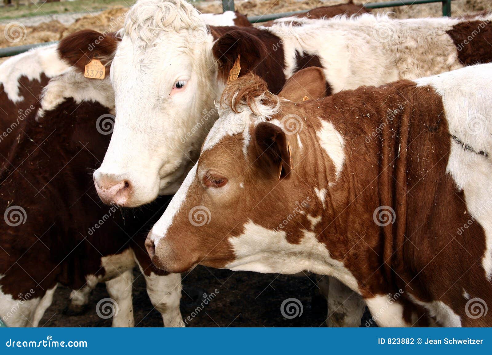 Danish Cows Picture. Image: 823882