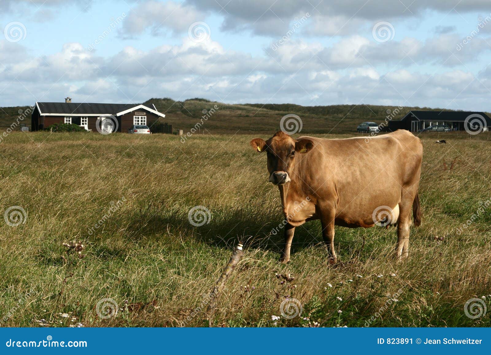 Danish cows stock image. Image of brown, farmland, sunny - 823891