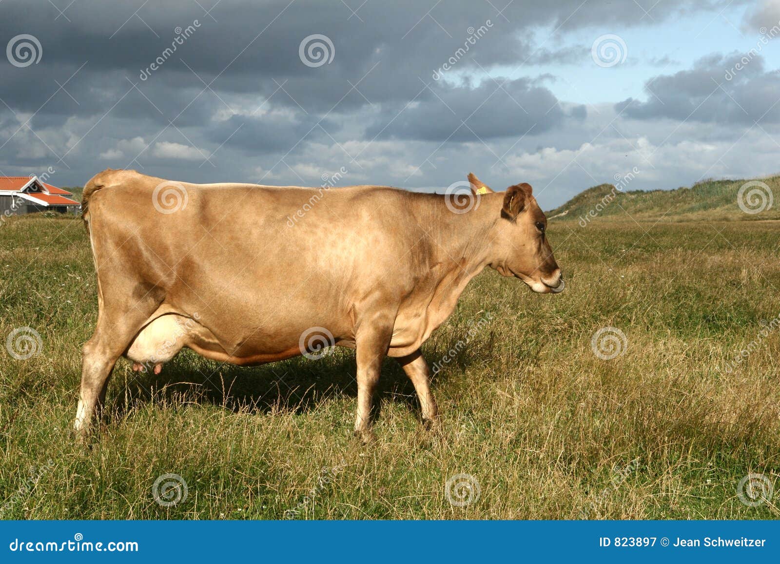 Danish cows stock image. Image of pastoral, agricultural - 823897