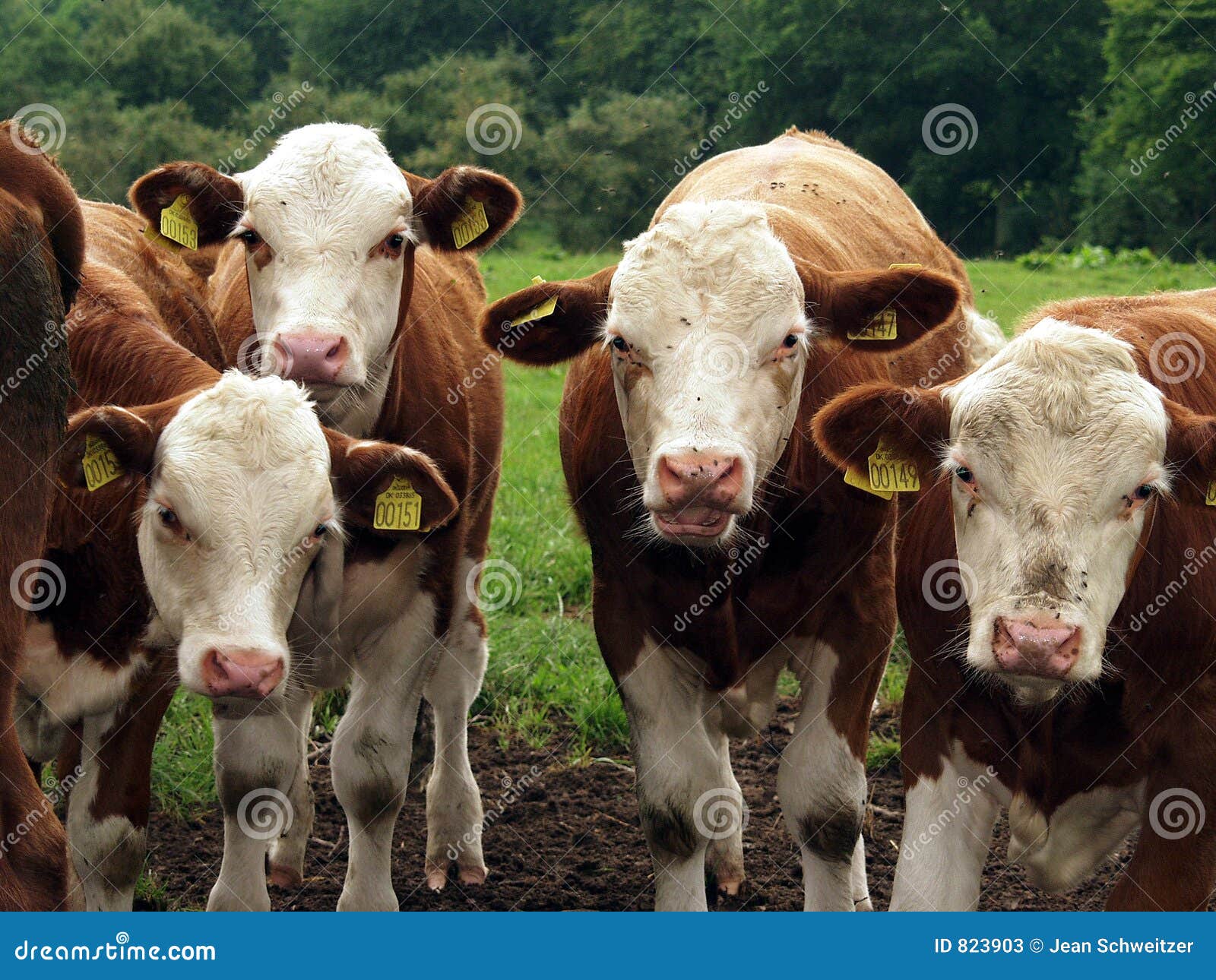 Danish cows stock image. Image of calf, cows, farming, country - 823903